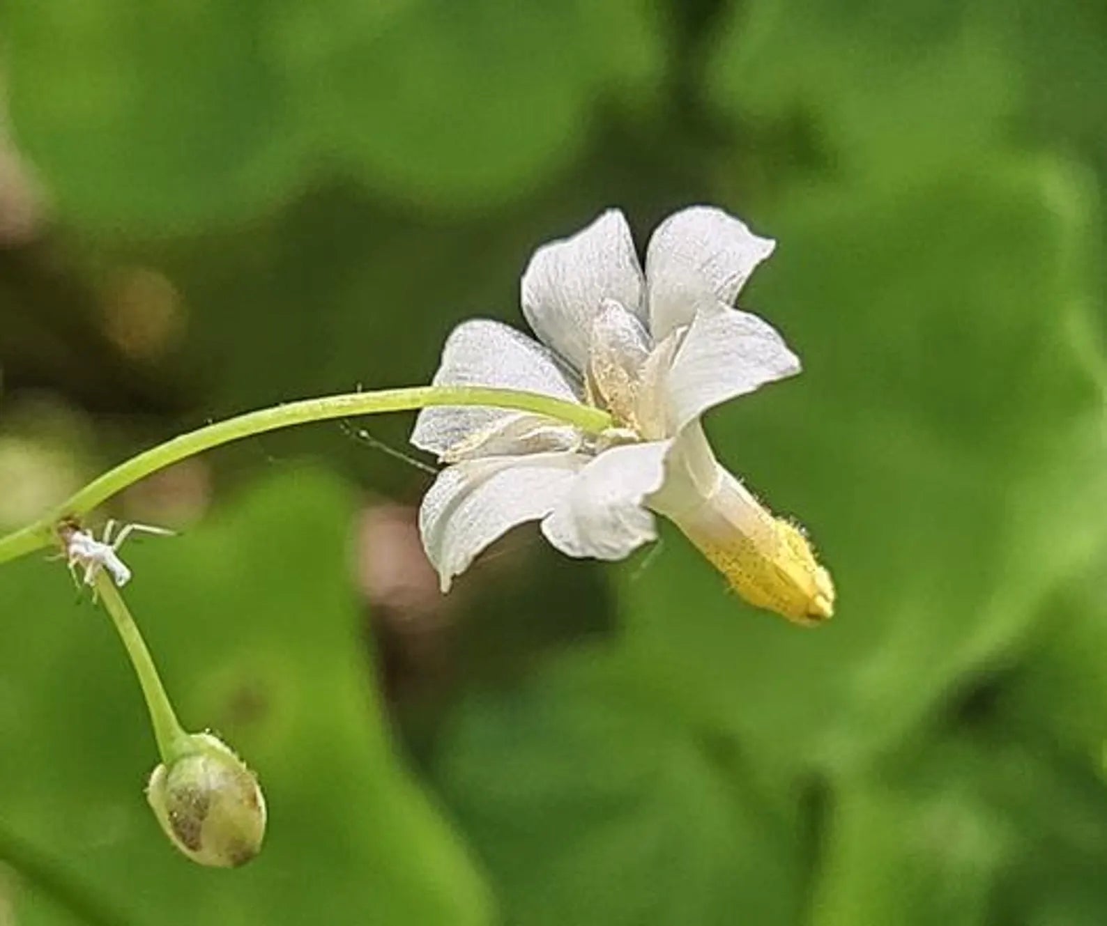 Inside Out Flower (Vancouveria hexandra) | Elder Oaks Nursery